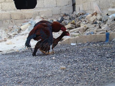 Mating Birds And Hen Having Sex These Birds Are Fighting Roosters