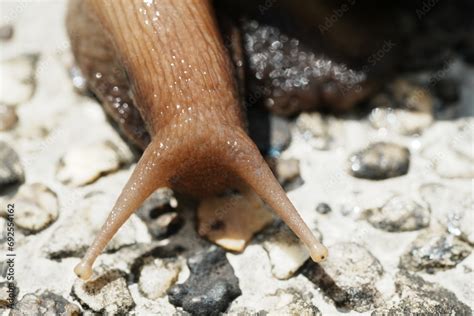 Achatina Fulica Commonly Known As The Giant African Land Snail Is One