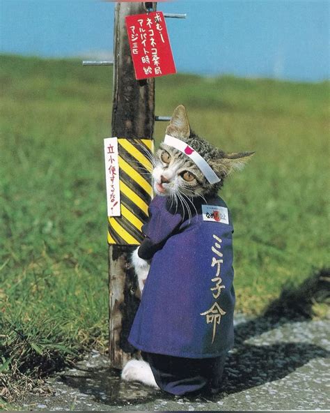 Namennayo Namenko Cats By Satoru Tsuda Scanned Pinakotheca Books