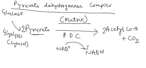 Solved Pyruvate Dehydrogenase Complex Pdc Deficiencyisa Type Of