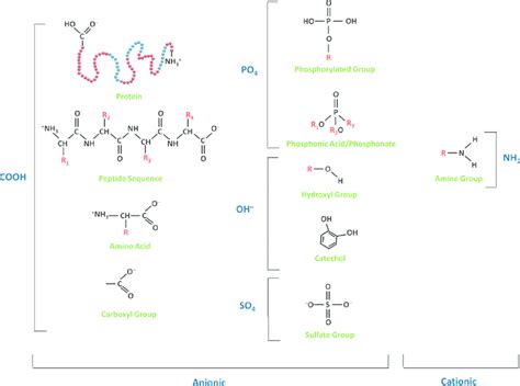 Functional Groups With High Affinity For CaP Color Images Available Download Scientific