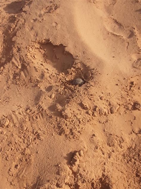 Tracking Turtle Ranimaltracking Tracking Turtle Ranimaltracking