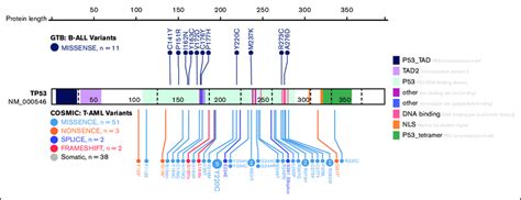 Assessment Of Tp53 Variants Observed On Custom Sequencing Or Wes For
