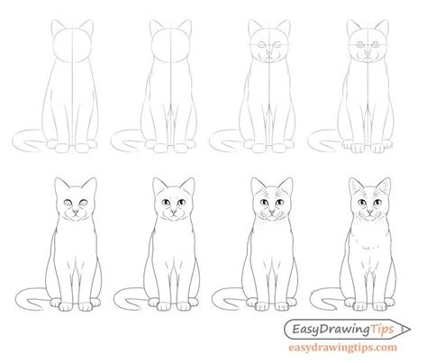 Step By Step Guide To Drawing A Cat