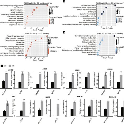 The Difference Between Linear Rna And Circrna Primer Design A Fw Is