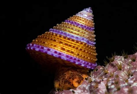 Best Images About Sea Shells On Pinterest Conch Shells Shell Display And Sea Shells