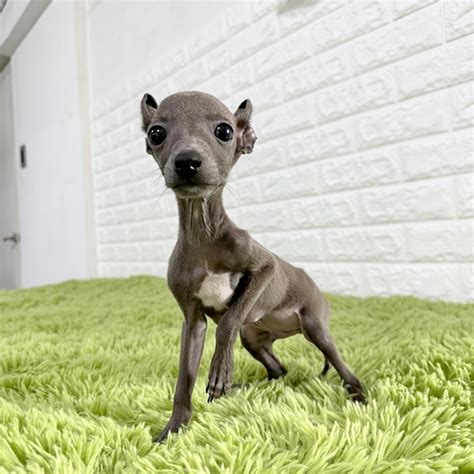 이탈리안그레이하운드사슴이 강아지책임무료분양 컴투펫위탁보호센터 강아지무료분양 고양이무료분양 강아지파양 고양이파양