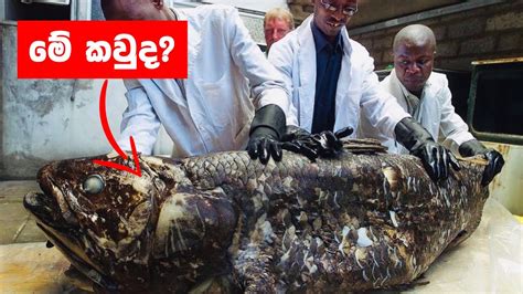 මහ මුහුදෙන් එකපාර අහුවුනු ඩයිනෝසර් මාළුවා 😳💔 Youtube