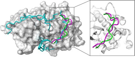 Cabs Dock Modeling With Default Settings An Example When A Medium Download Scientific Diagram