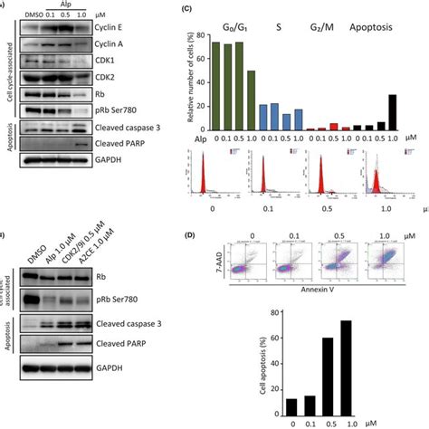 Apoptosis Induction By Cyclin‐dependent Kinase Cdk Inhibitor A B Download Scientific