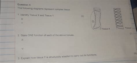 Question 5the Following Diagrams Represent Complex Tissue 1 Identify T