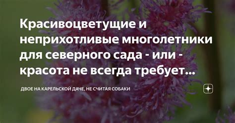 Красивоцветущие и неприхотливые многолетники для северного сада или красота не всегда