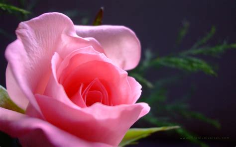 Natural Hd Wallpaper Pink Rose Meaning Pink Roses Pink Rose Wallpaper Light Pink Roses