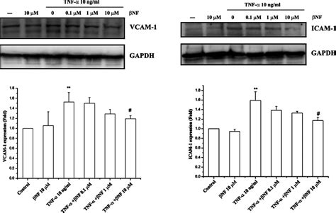 β Nf Inhibits The Expression Of Tnf α Induced Adhesion Molecules Download Scientific Diagram