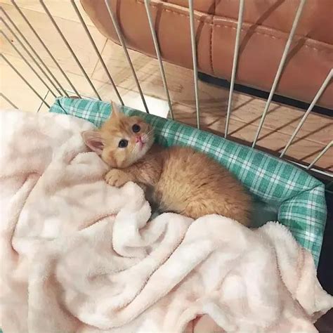 一只超可爱的小橘猫，小时候超级萌，然而短短几个月后橘猫小姐姐铲屎官新浪新闻