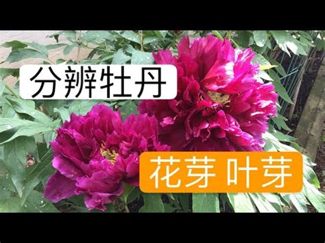 Tree Peony New Shoots Youtube