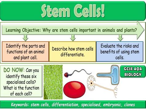 Stem Cells Aqa Gcse 9 1 Biology Teaching Resources
