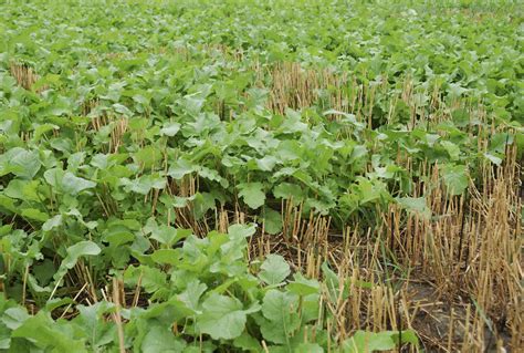 Cover Crop Benefits Clear But Hard To Identify With Data Farmtario