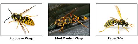 Bees Wasps And Mosquitoes City Of West Torrens