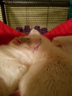 My Heart Stolen By Rats Porn Photo Pics