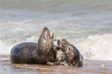 Grey Seals Mating Wild Animals Having Fun Intimate Wildlife Close Up