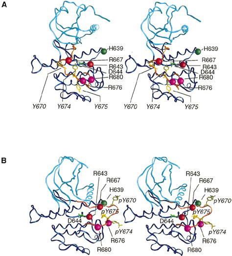 Adapted Structural Model For The Trk Activated State Structural Download Scientific Diagram