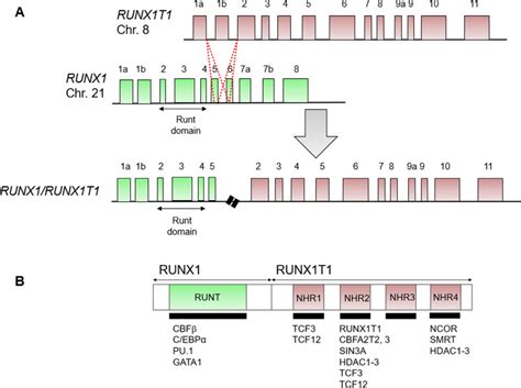 Structure Of The Runx1runx1t1 Fusion Gene And Protein A