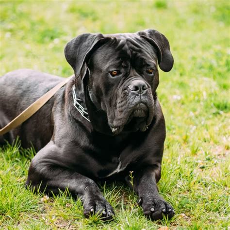 Dealing With Cane Corso Aggression Understanding And Prevention Pupjoy