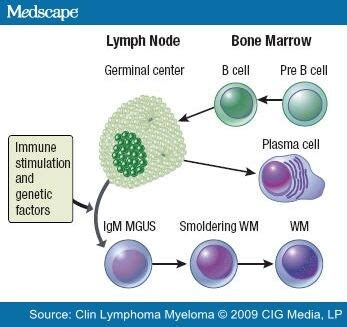 Genetics And Immune Related Factors In The Pathogenesis Of