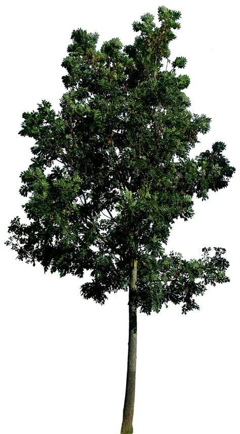Tree 58 Png HQ By Gd08 On DeviantArt