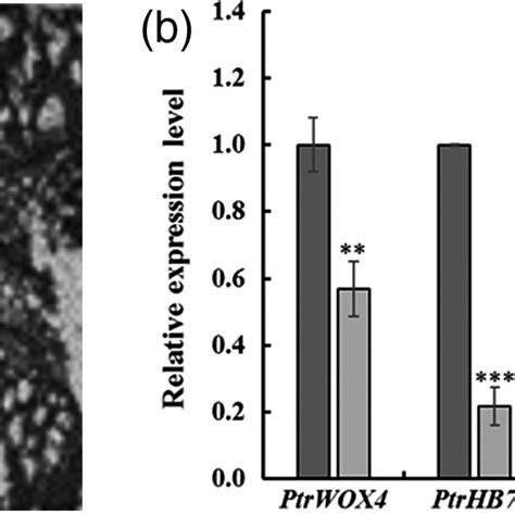Expression Of The Genes Related To Cell Proliferation And Xylem Download Scientific Diagram