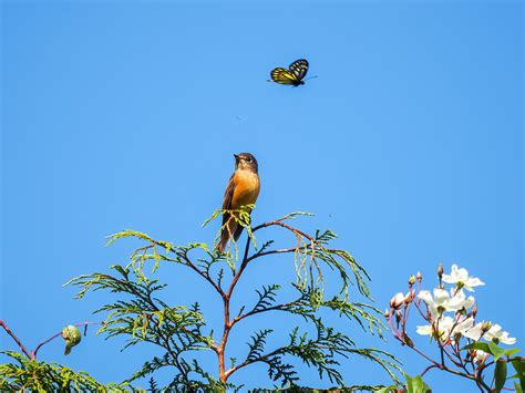 台湾遠征⑤2023 5 31 byうちの奥さん 北摂バーダーのBirding記録
