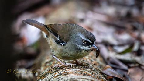 White Browed Scrubwren Birdforum