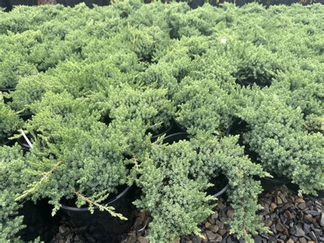 Juniperus Pingii Prostrata Hello Hello Plants