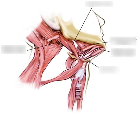 F4 18 Suprahyoid Muscles Diagram Quizlet