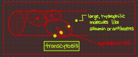 PHYS Lecture Cardiovascular Physiology Flashcards Quizlet