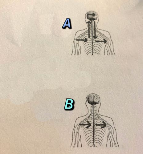 Chapter 13 Lecture Notes Flashcards Quizlet