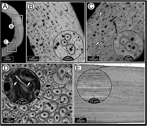 Mammalian Bone Ultrastructure Showing Morphological Evidence For
