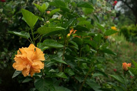 히비스커스 차이나 로즈 하와이 히비스커스 로즈 맬로와 슈즈블랙플랜트 0명에 대한 스톡 사진 및 기타 이미지 0명 꽃 나무 꽃 한송이 Istock