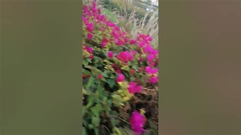 17 December 2024 Youtube