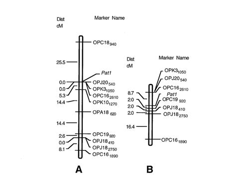 Meiotic Mapping Of Random Amplified Polymorphic Dna Rapd Loci Linked Download Scientific