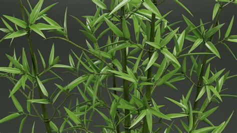 3d Model Bamboo Bush Turbosquid 2226257