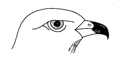 Biological Drawings Bird Beaks Buzzard Birds Structure Function Biology Teaching