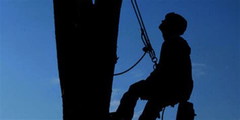 How To Tell A Tree S Age Ways To Know How Old A Tree Is