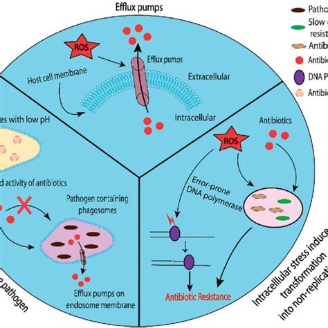Drawbacks Of Antibiotics Against Intracellular Pathogens A Schematic