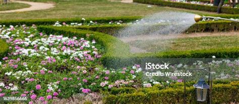 형형색색의 꽃이 만발한 활기차고 무성한 푸른 잔디 정원 위에 물줄기를 뿌리는 정원 호스 꽃 식물에 대한 스톡 사진 및 기타 이미지 꽃 식물 녹색 다중 색상 Istock
