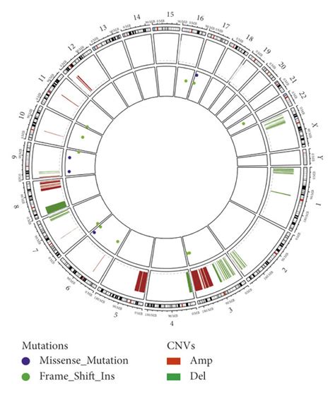 Different Mutation And Copy Number Variation Patterns Of The Risk Download Scientific Diagram