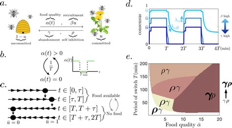 Swarm Dynamics In The Single Feeding Site Model A Schematic Of Swarm Download Scientific