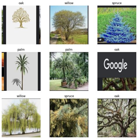 Github Ayyucedemirbastreespeciesclassification Tree Species Classification With Resnet50