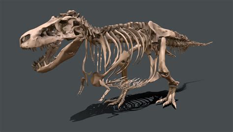 Sue The T Rex Virtual Tour For Classrooms Field Museum